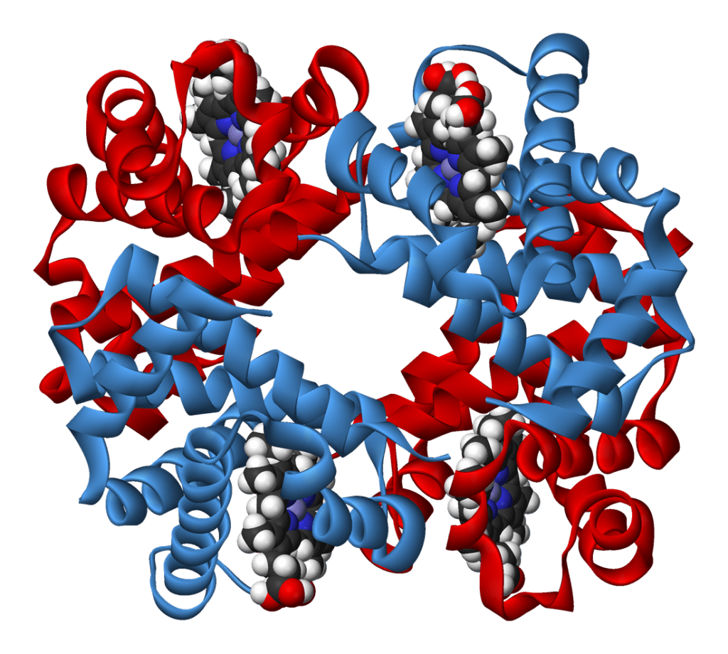 【図解】タンパク質の構造まとめ！特徴や結合、αヘリックスとβシートの違いなど！ | 化学のグルメ